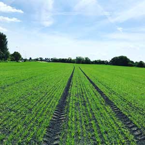 RAGT - Experts in Seed Breeding, Production, and Innovation